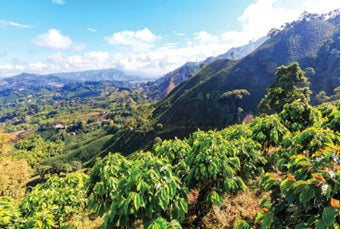 SAVE 53% 500g-4kg Peru Chanchamayo Grade 1 Organic Single Origin – Lime ...